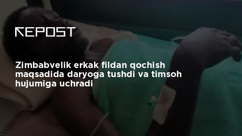 Zimbabvelik erkak fildan qochish maqsadida daryoga tushdi va timsoh ...